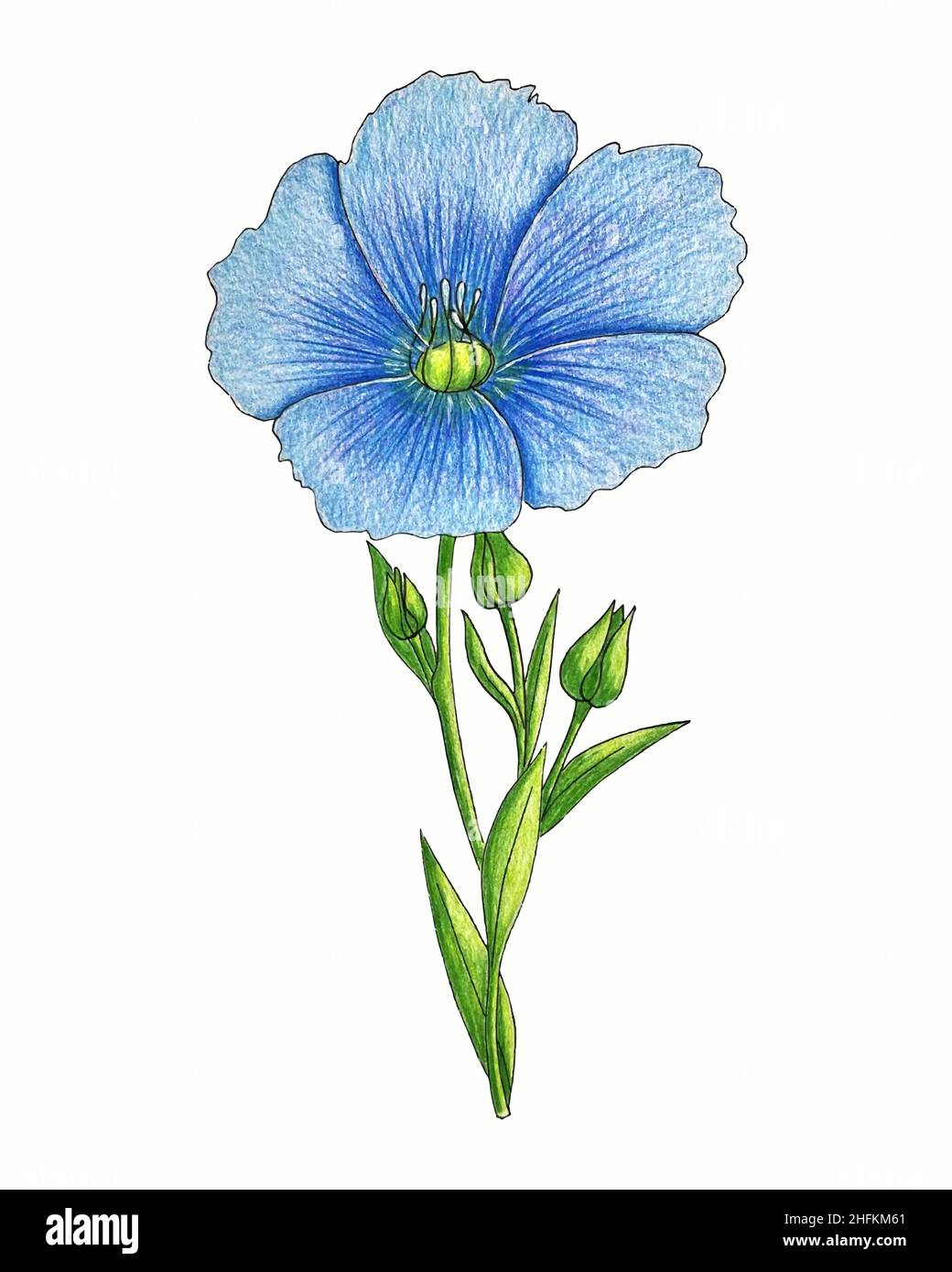 Flax linum flower with leaves hand pencil drawing, sketch, isolated ...