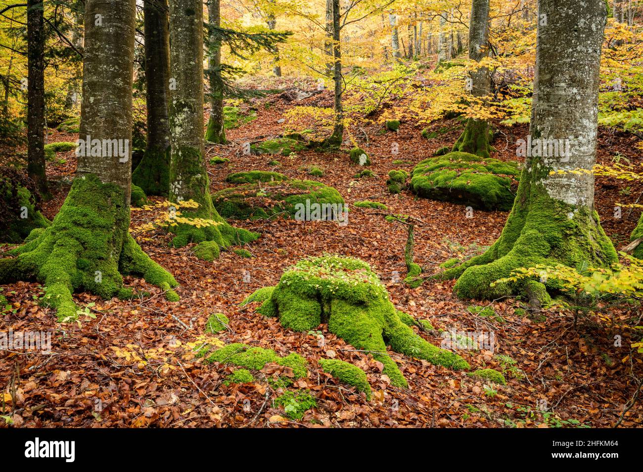 Moss covered trees and tree stumps in a forest in Auvergne France Stock ...
