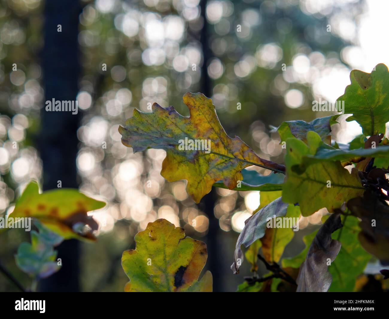Closeup yellow green oak tree hi-res stock photography and images - Alamy