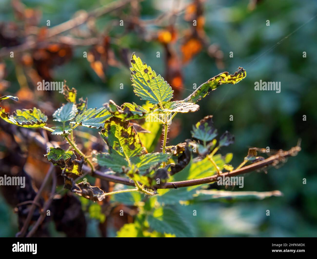Scenic landscape with forest hi-res stock photography and images - Alamy