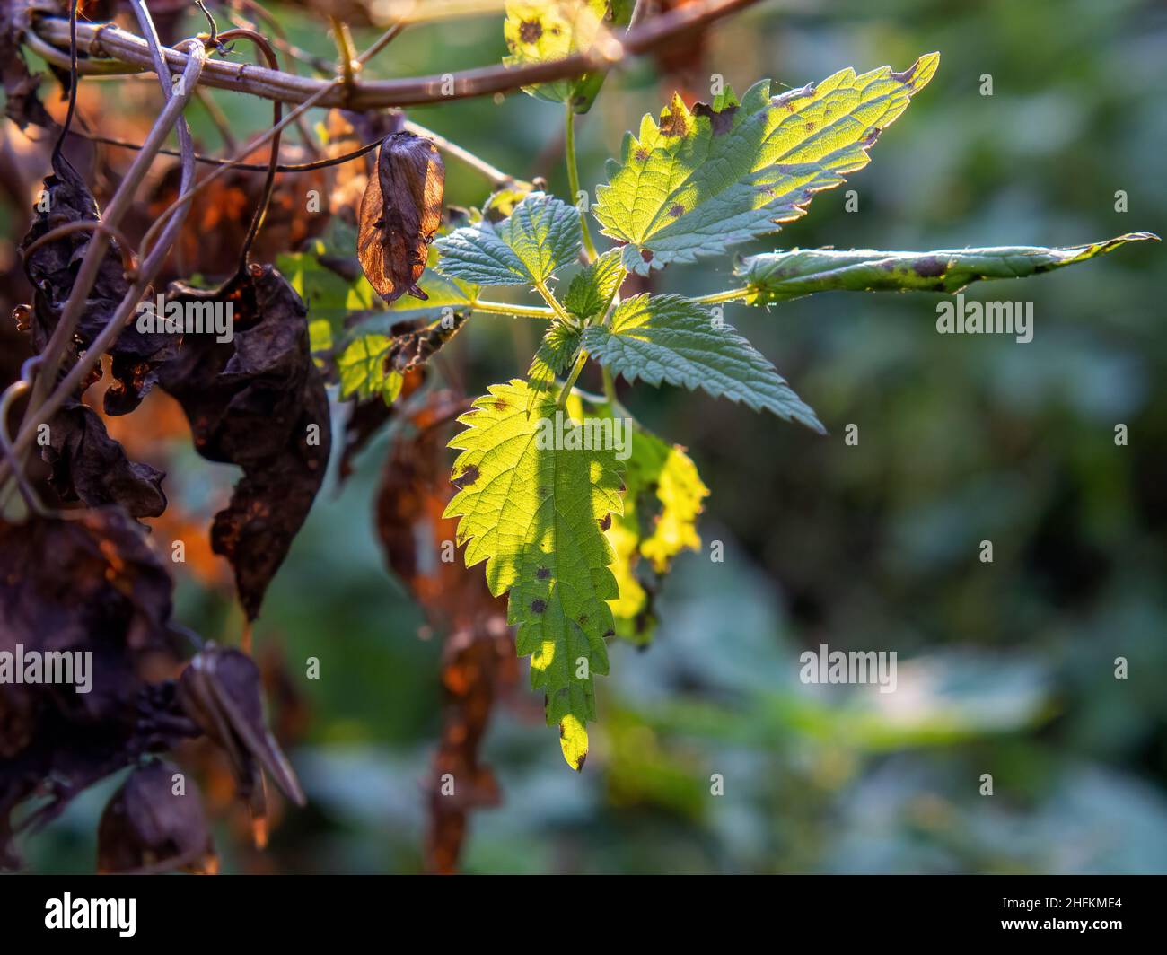 Nettle in water hi-res stock photography and images - Alamy