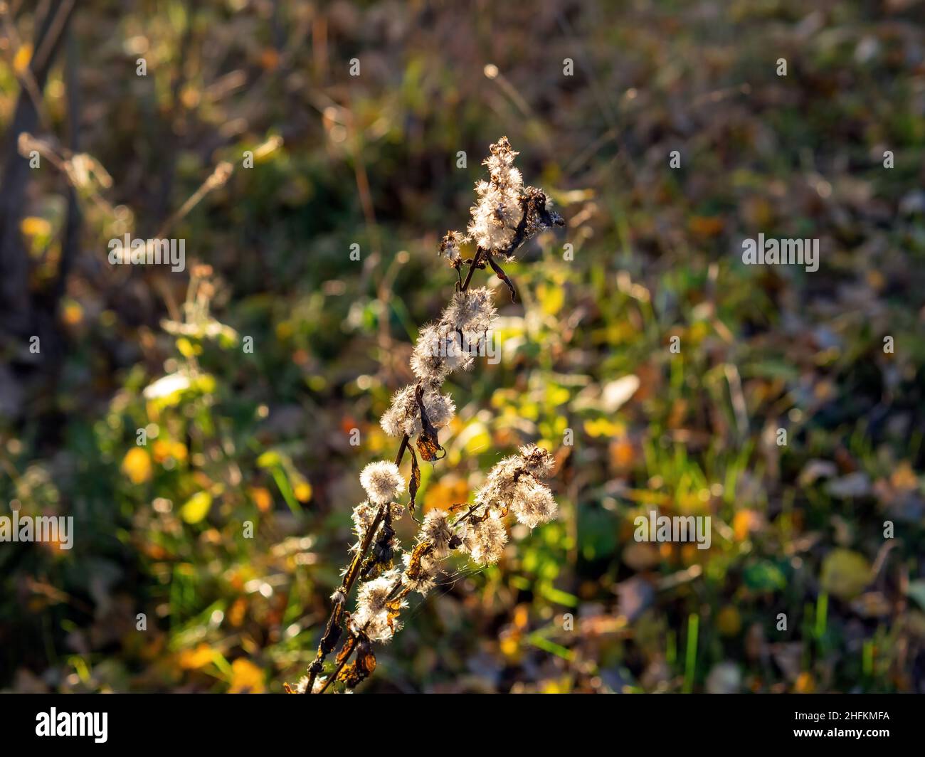Plant field wild fluffy hi-res stock photography and images - Alamy
