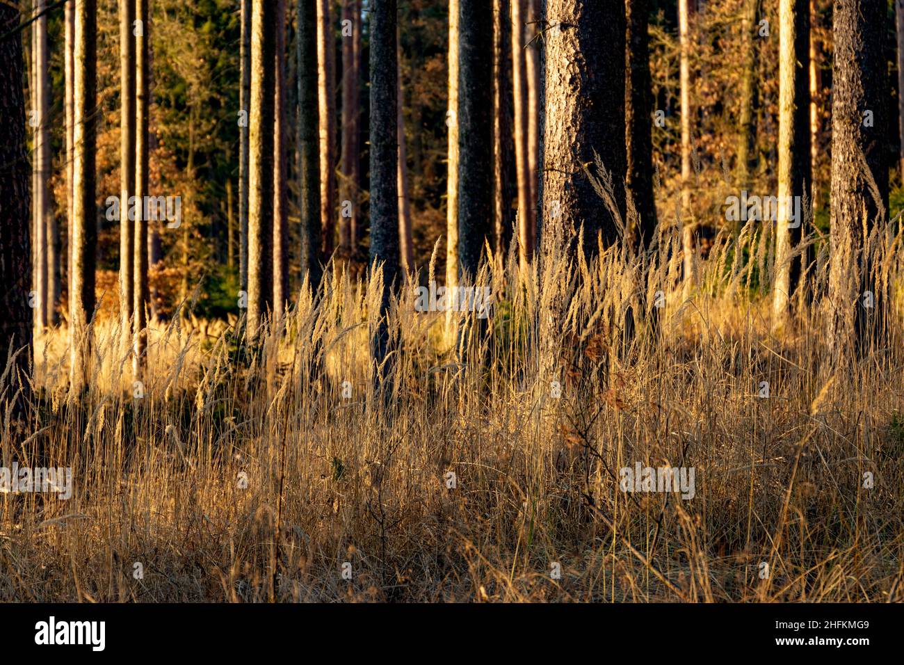 Sunset in the autumn pine forest. Countryside landscape. Czechia Stock ...