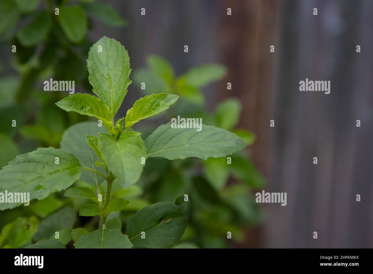 Tulsi leaves hi-res stock photography and images - Alamy