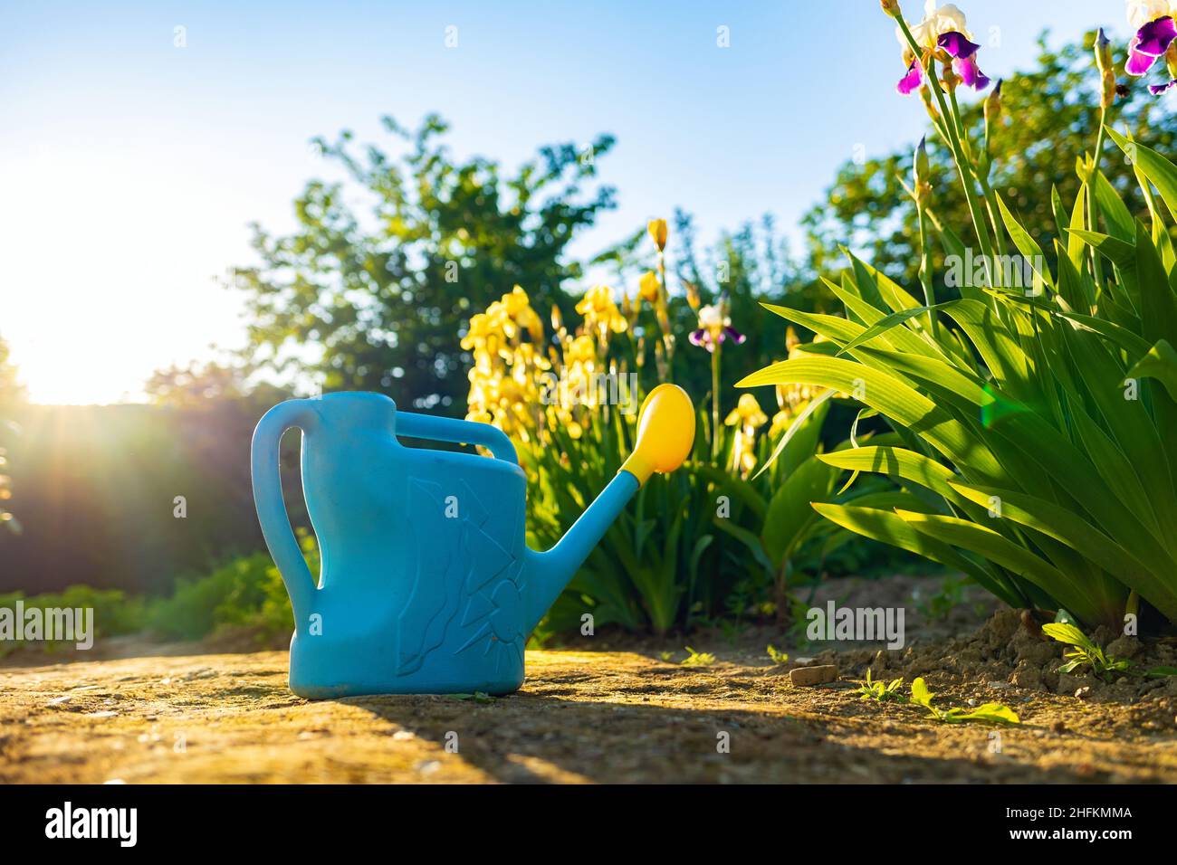 Garden blue plastic watering can and watering hose, lying at the iris ...