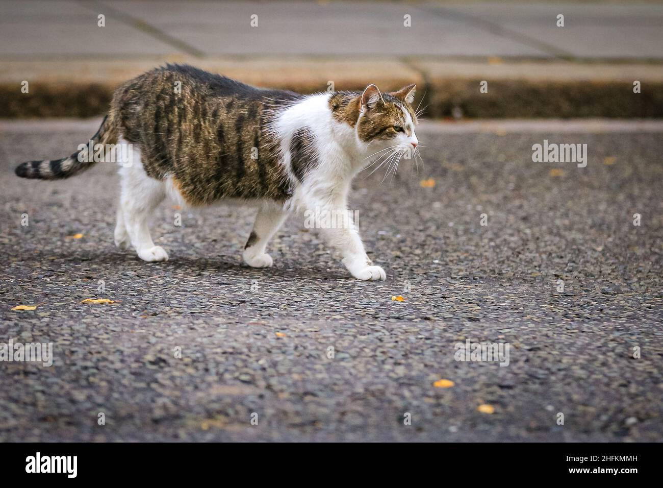 Larry the cat, Chief Mouser to the Cabinet Office, on feline paw patrol ...