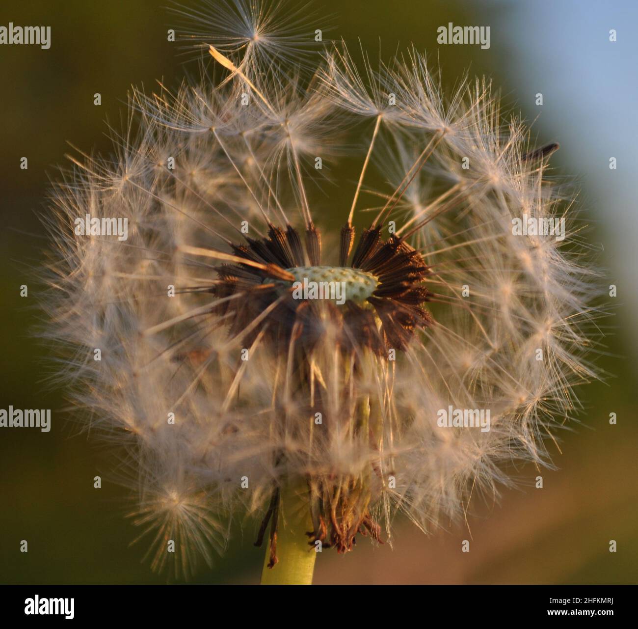 A full and complete dandelion ( Taraxacum) seed head (dandelion clock ...