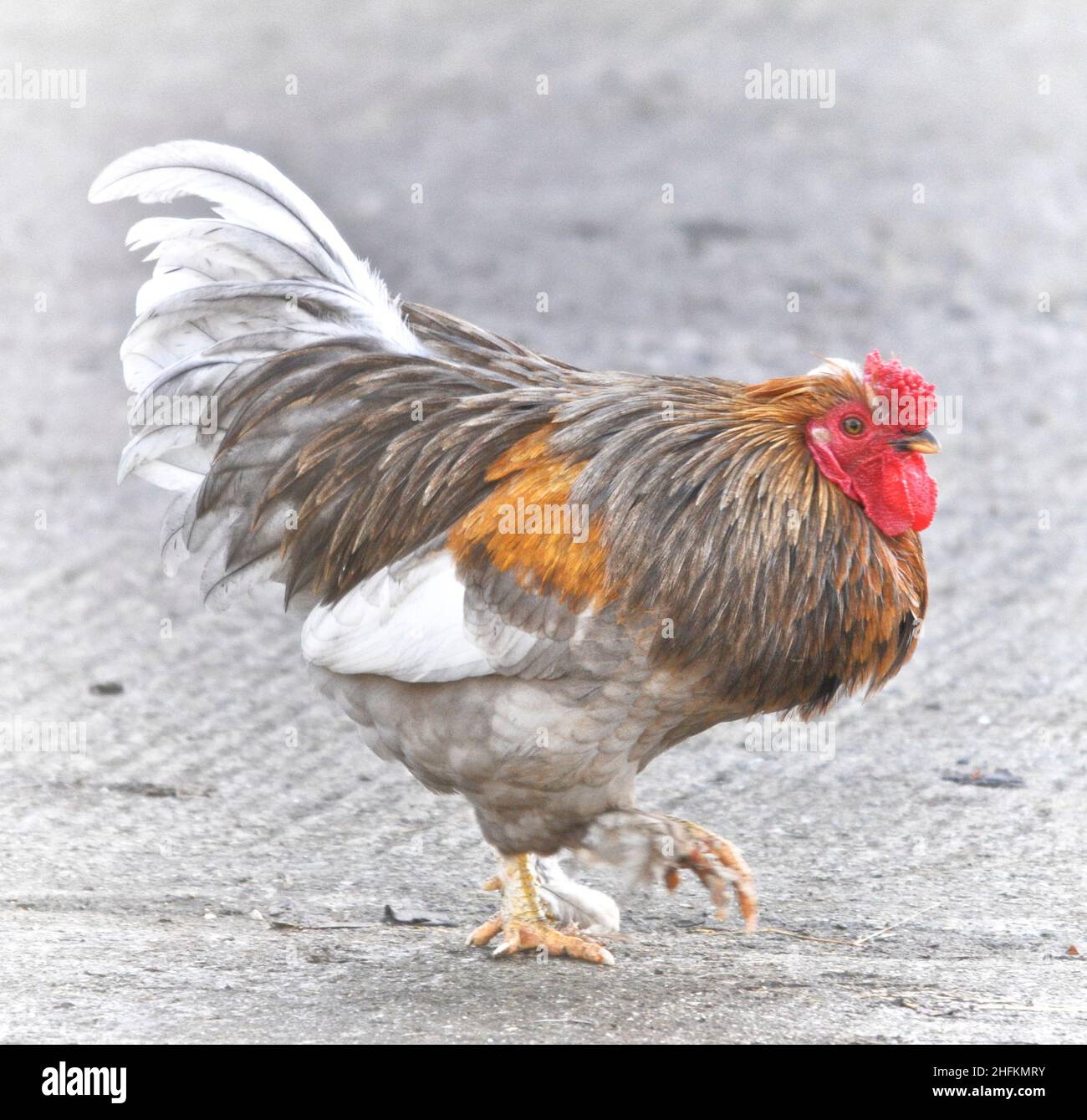 Bantam cockerel hi-res stock photography and images - Alamy