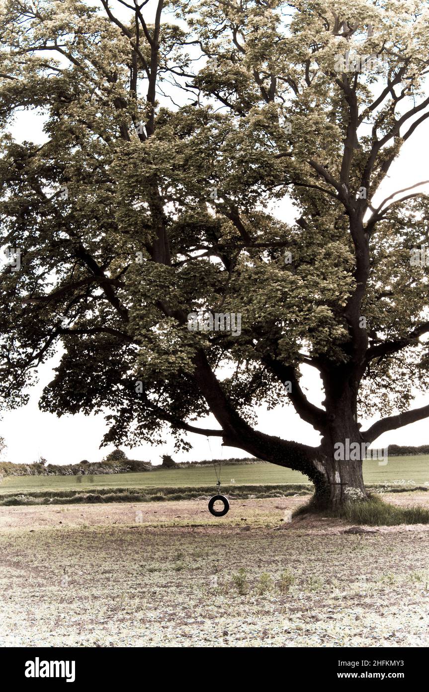 An old oak tree in a field with a tyre swing attached to one of it's ...