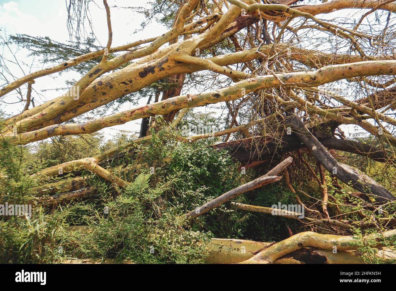Deforestation area cut down trees hi-res stock photography and images ...