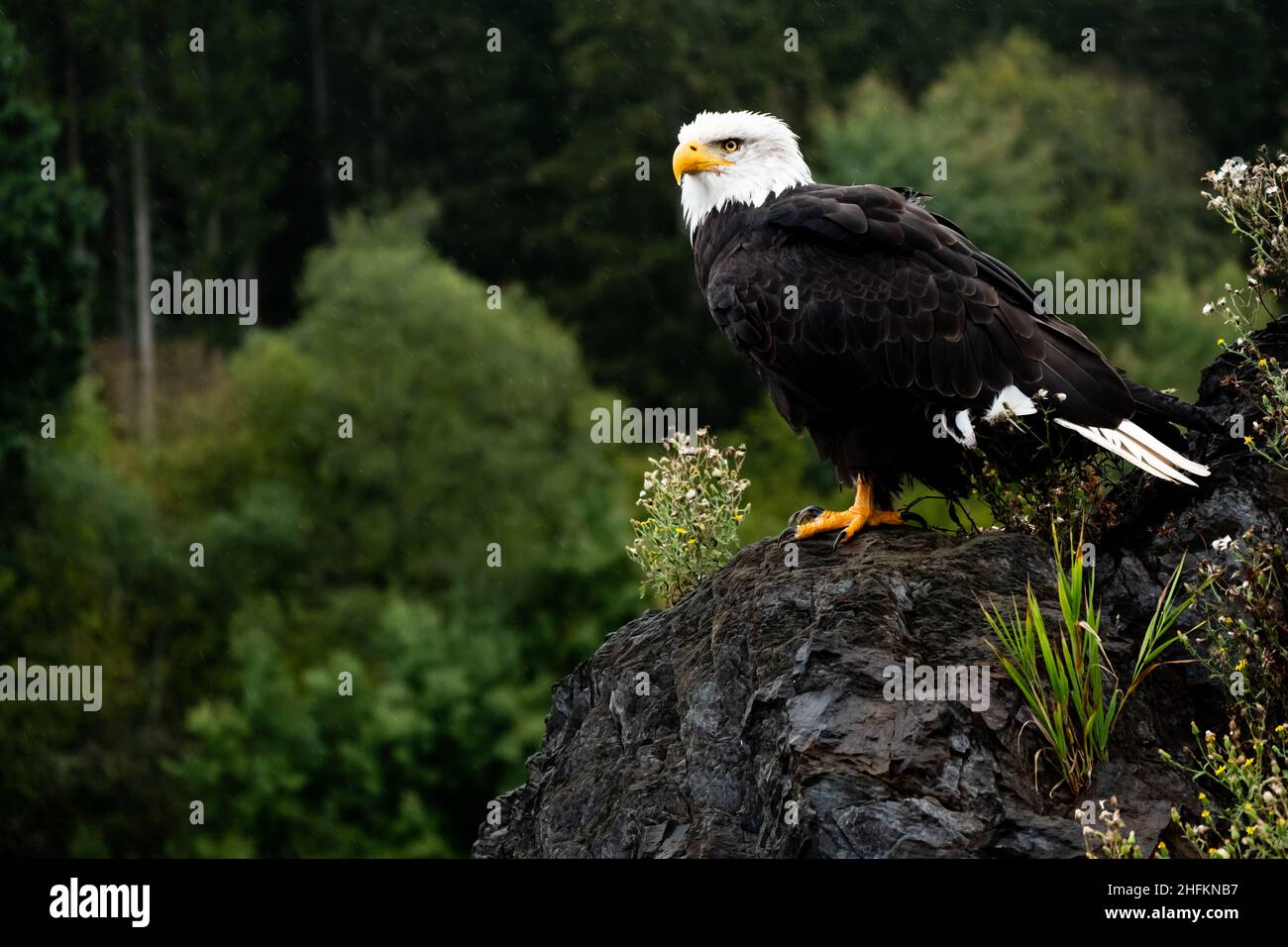 Powerful bald eagle in nature Stock Photo - Alamy