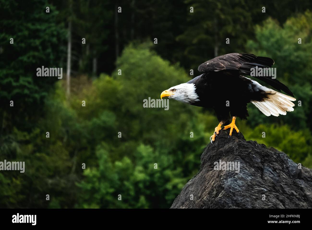 Powerful bald eagle in nature Stock Photo - Alamy