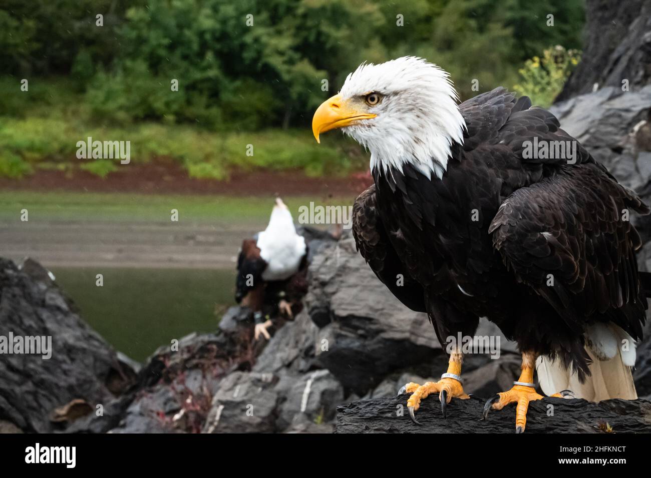 Powerful bald eagle in nature Stock Photo - Alamy
