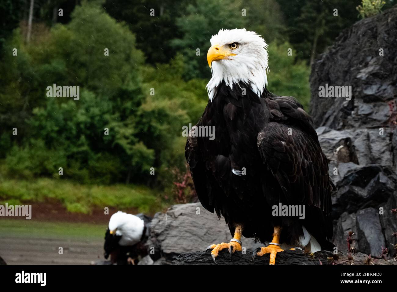 Powerful bald eagle in nature Stock Photo - Alamy