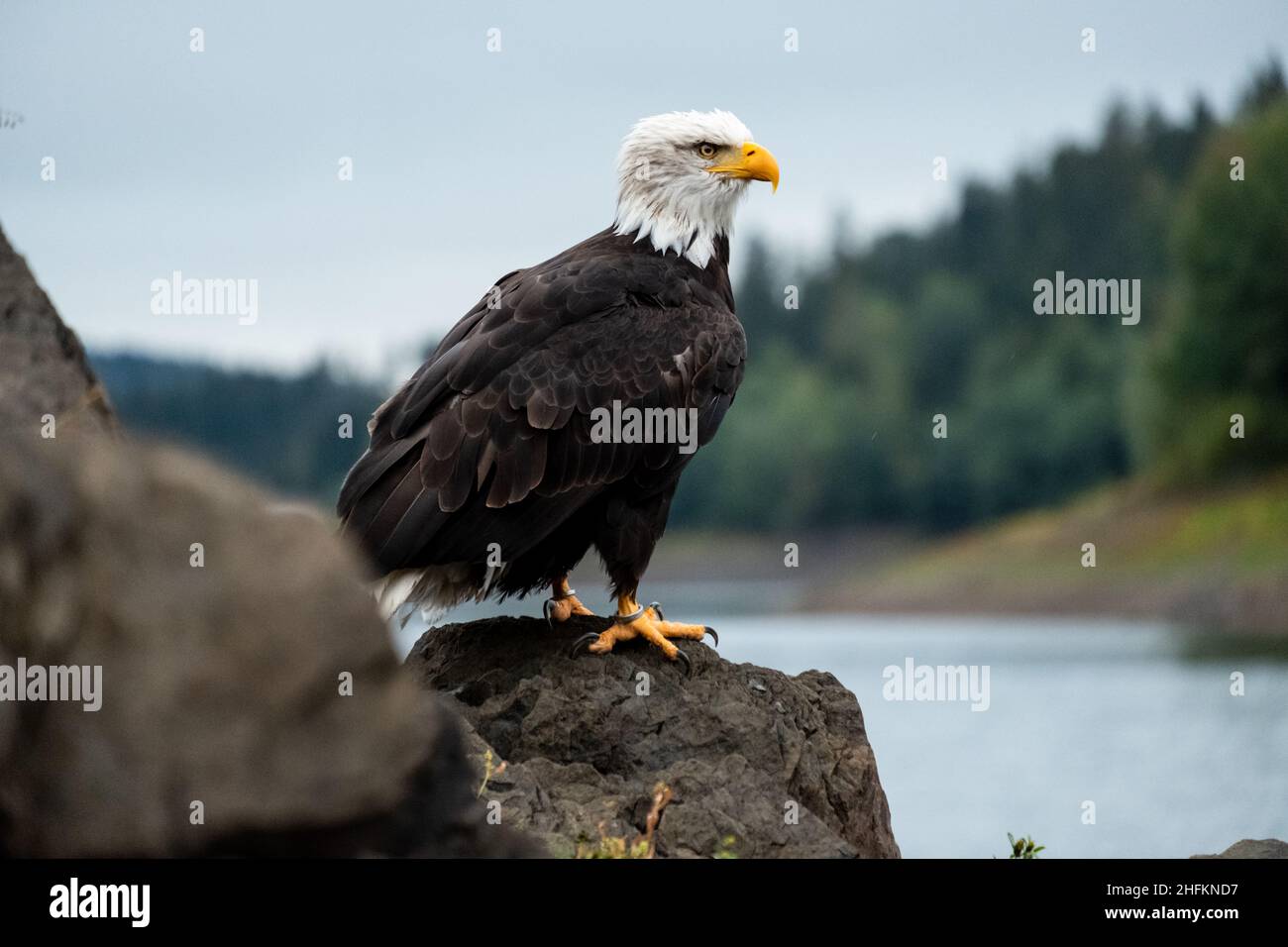 Powerful bald eagle in front of a lake Stock Photo - Alamy