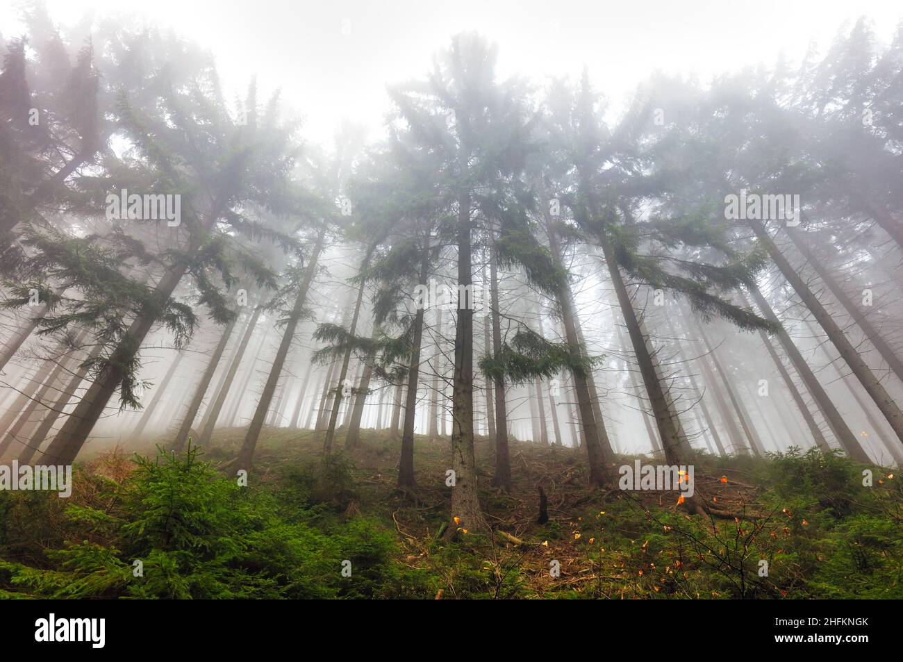 Forest with fog, Misty wood landscape Stock Photo - Alamy
