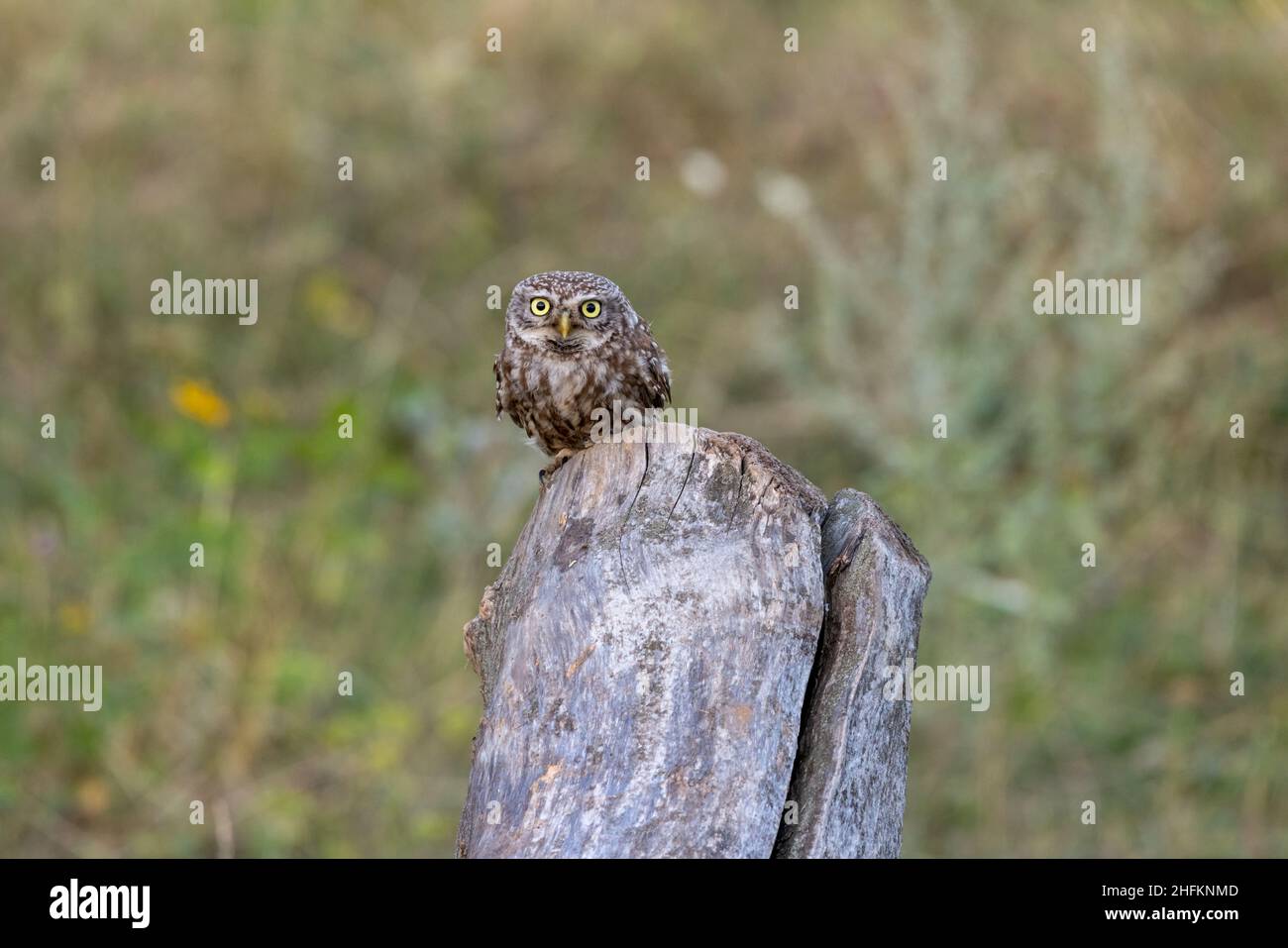 Little Owl (Athene noctua). Russia, the Ryazan region (Ryazanskaya ...