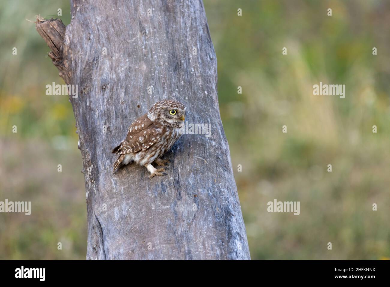 Little Owl (Athene noctua). Russia, the Ryazan region (Ryazanskaya ...