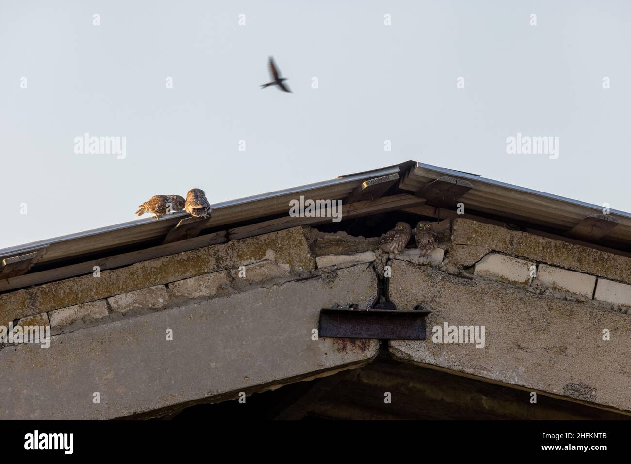 Little Owl (Athene noctua). Russia, the Ryazan region (Ryazanskaya ...
