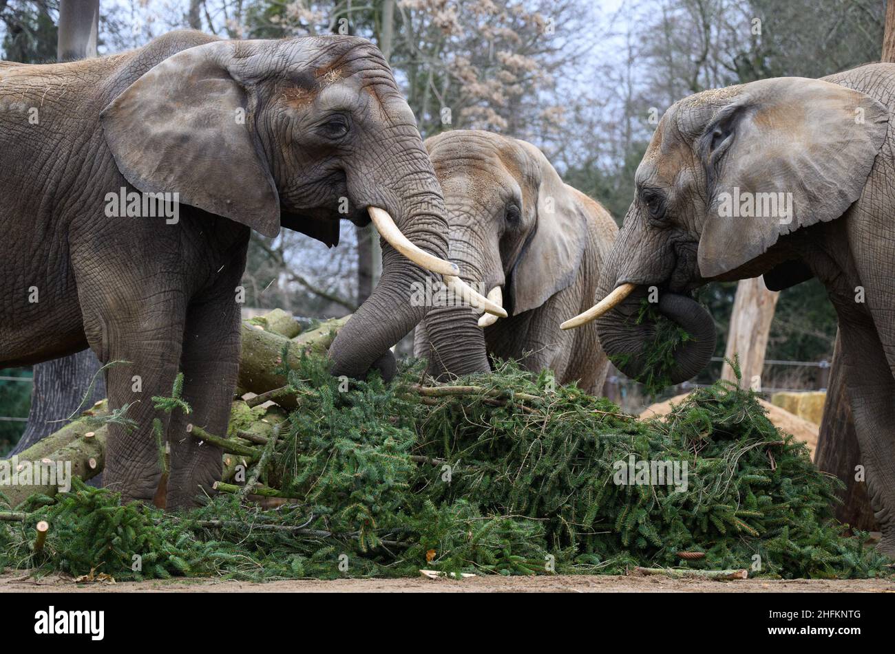 Mogli and the elephant hi-res stock photography and images - Alamy