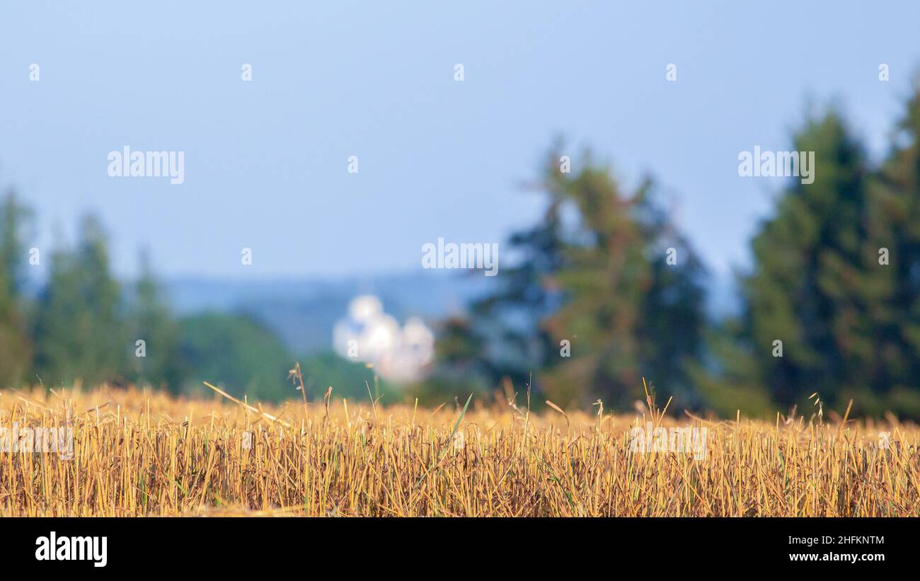 Stubble and grass hi-res stock photography and images - Alamy