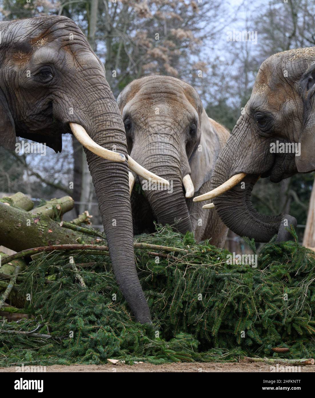 Dresden, Germany. 17th Jan, 2022. The three African elephant ladies ...