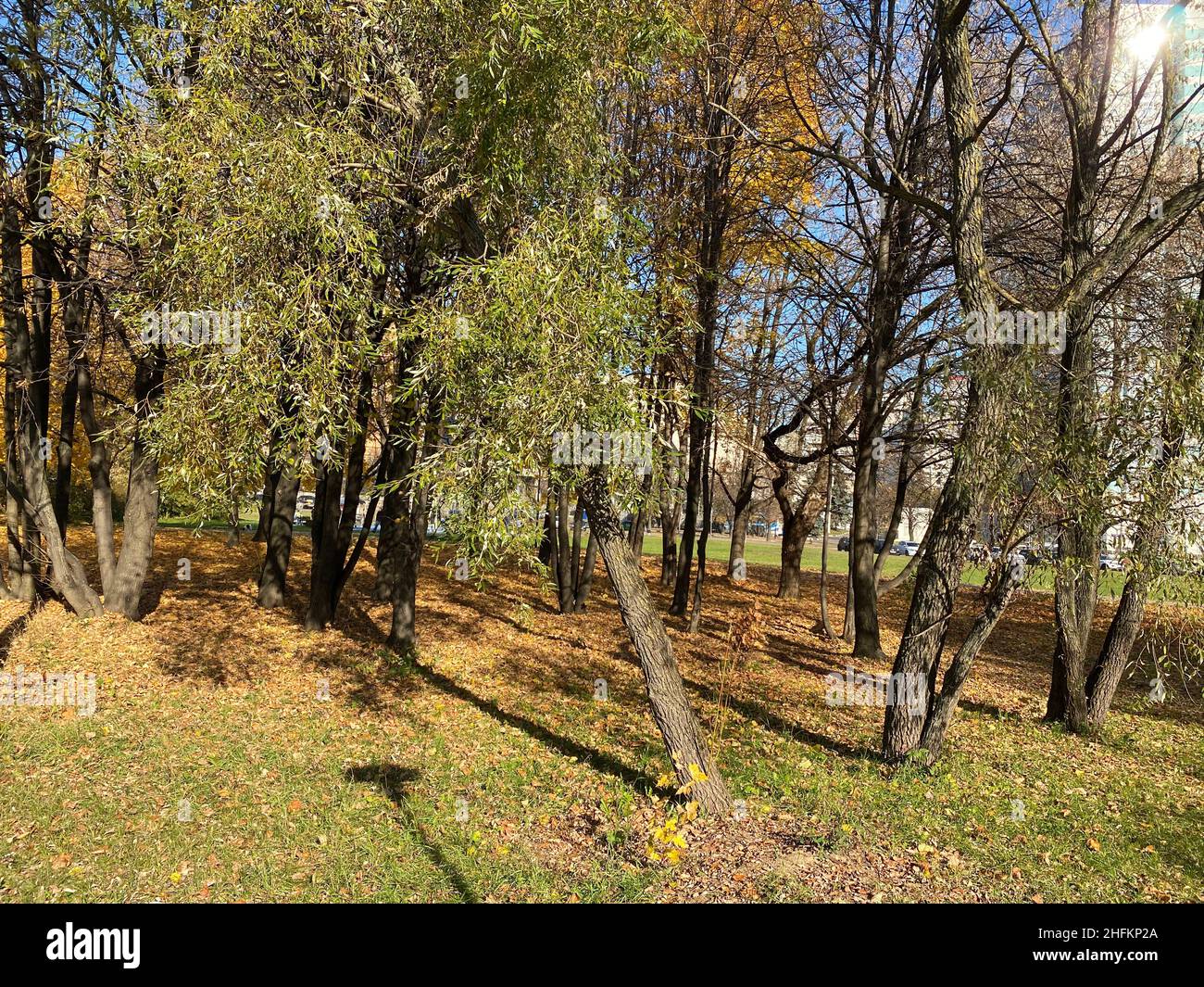 autumn in park at dry sunny fall day Stock Photo - Alamy