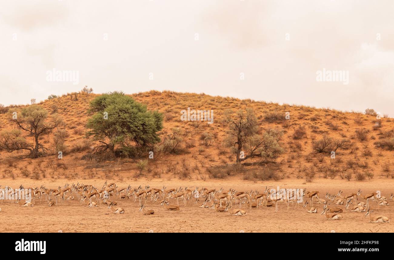 Springbok in the rain hi-res stock photography and images - Alamy