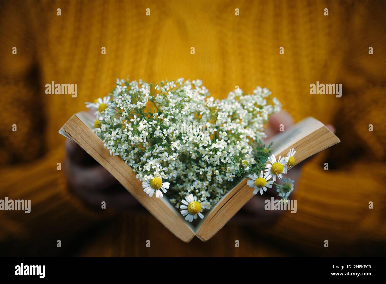 Open book inside nature background hi-res stock photography and images ...