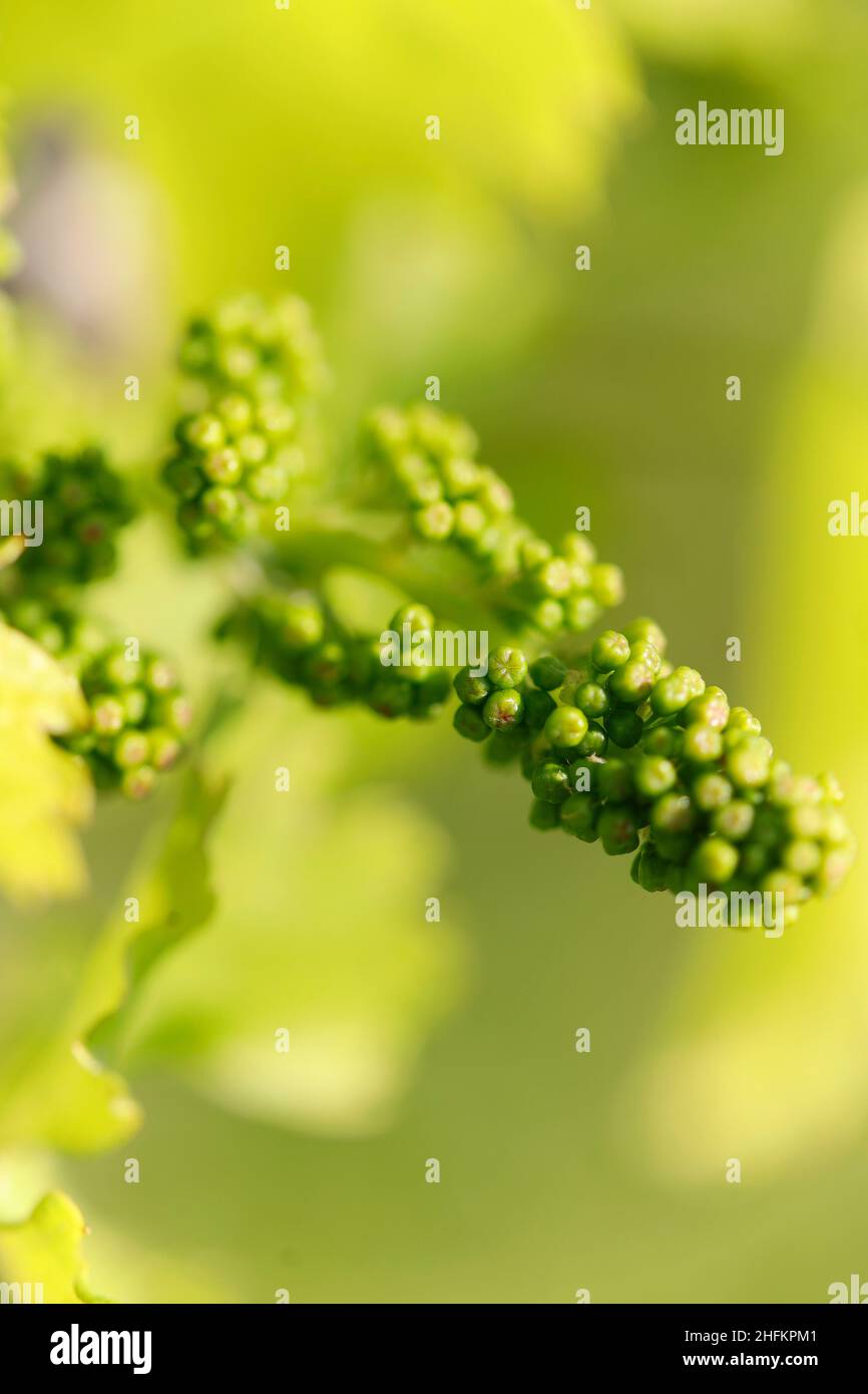Grape Blossoms in the Neckar valley, Heilbronn, Germany Stock Photo - Alamy
