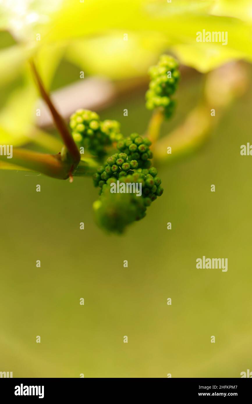 Grape vine flower buds in hi-res stock photography and images - Alamy