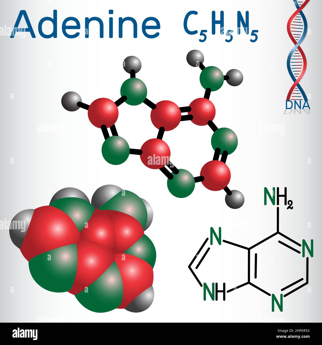 Adenine (A, Ade) - purine nucleobase, fundamental unit of the genetic ...