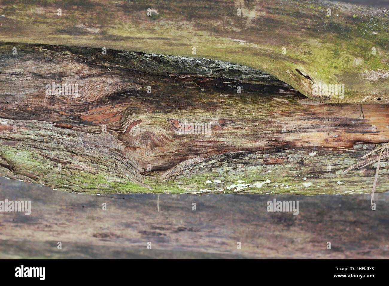 A full frame closeup of green fungus rotting wood Stock Photo - Alamy