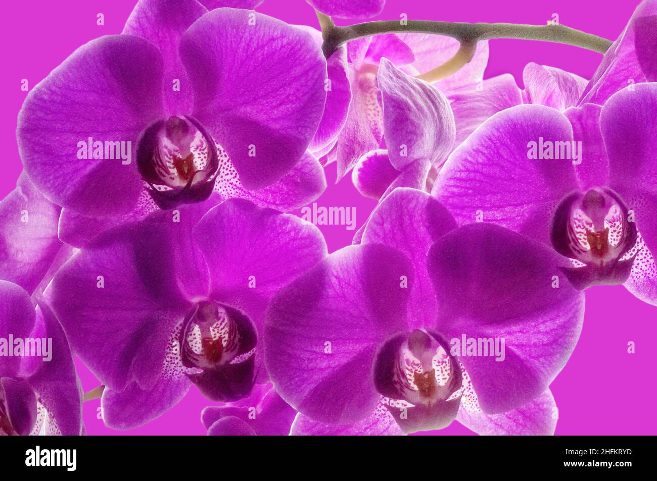 Violet orchids hi-res stock photography and images - Alamy