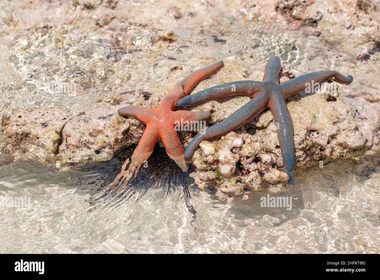 Two starfish lying on underwater rocks at low tide Stock Photo - Alamy