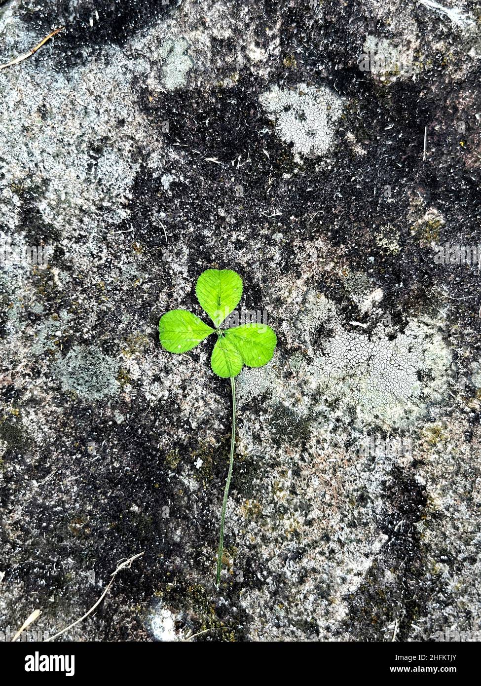Clover with four leaves on natural stone background. Symbol of luck and ...