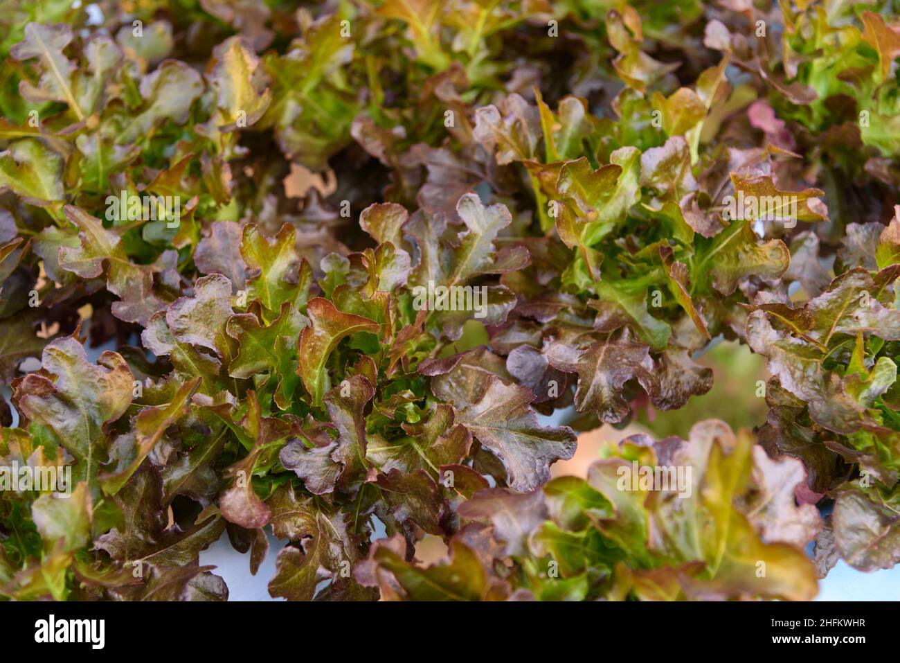 closeup to fresh Red Oak Lettuce in hydroponics system pipe Stock Photo ...