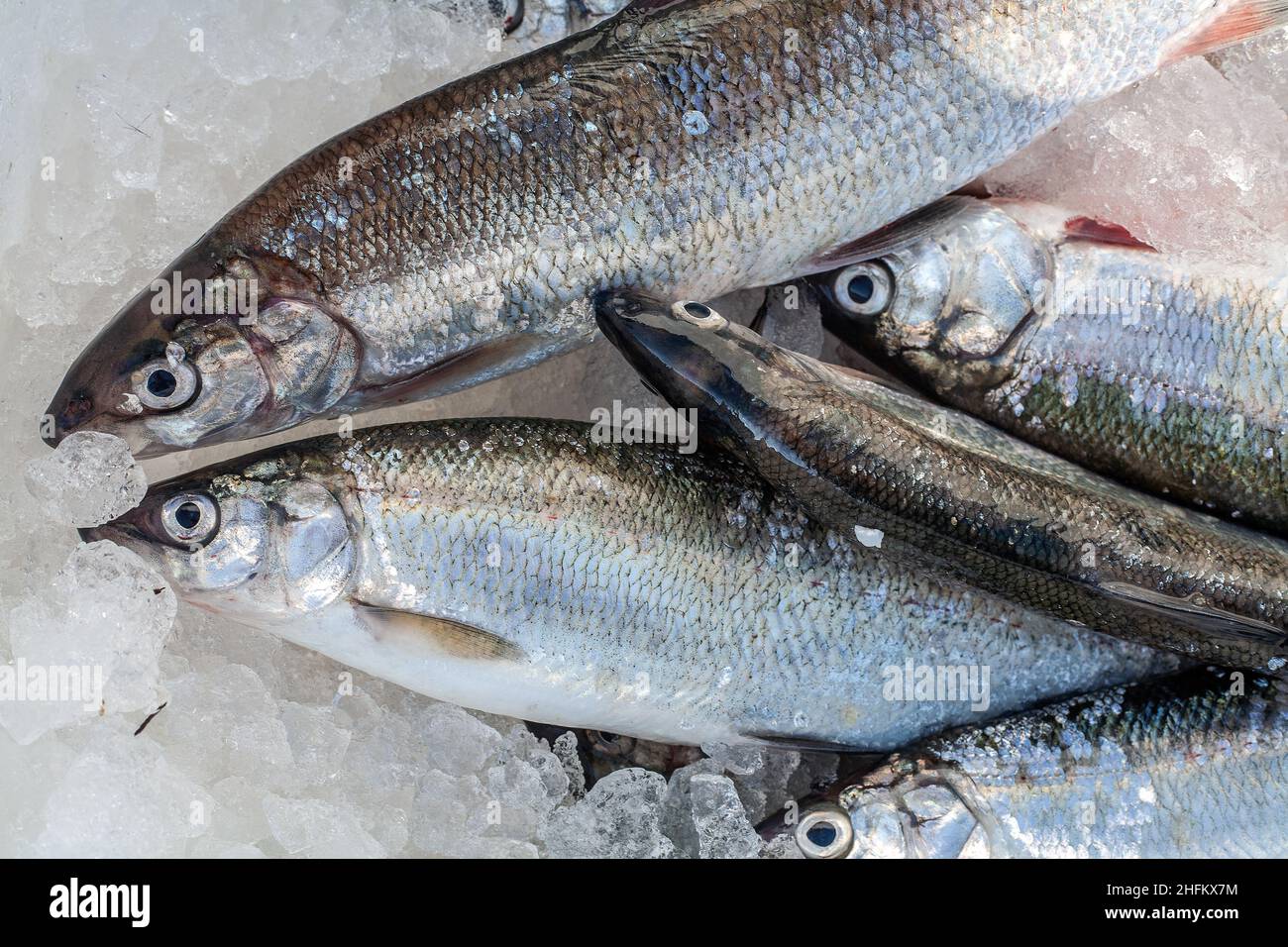 Herring herrings fish fishes fishing hi-res stock photography and ...