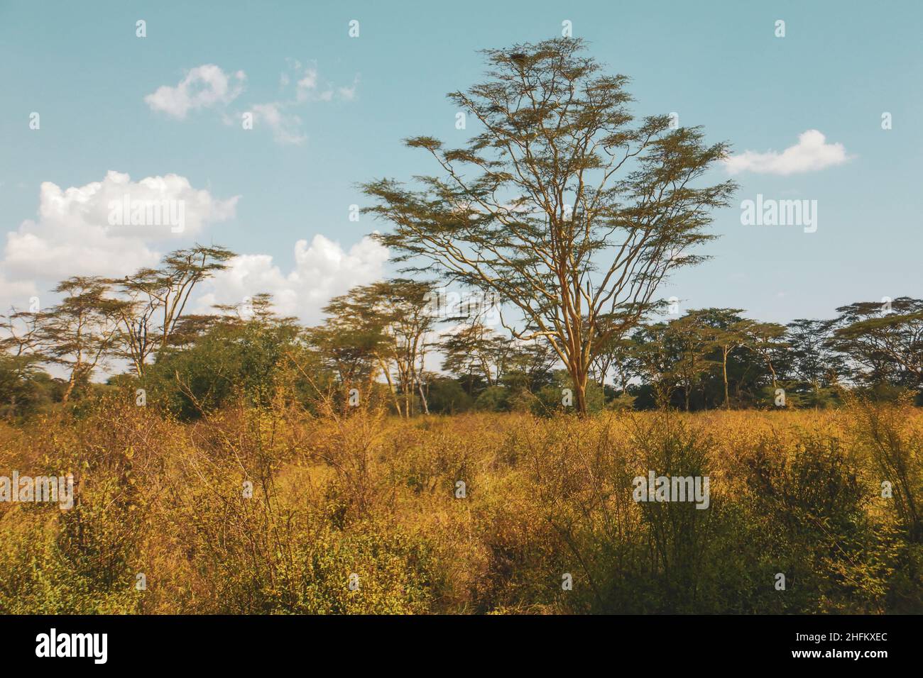 Scenic view of Savannah grassland landscapes of Nairobi National Park ...