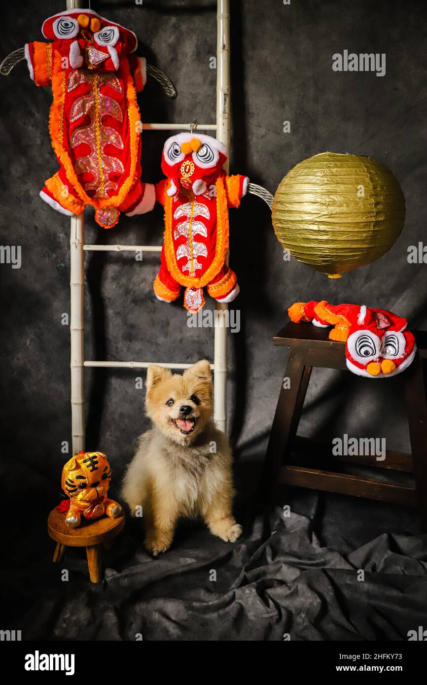 Pomeranian Dog Posing in Chinese New Year Set Decorated with Chinese ...