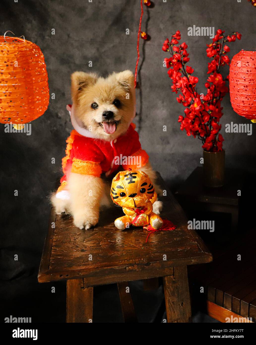 Pomeranian Dog in Chinese Lion Dance Costume for Chinese New Year Stock ...