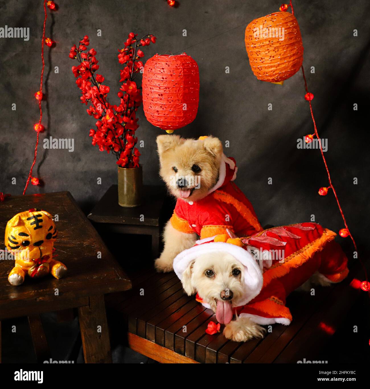 Two Dogs in Chinese Lion Dance Costumes for Chinese New Year Stock ...
