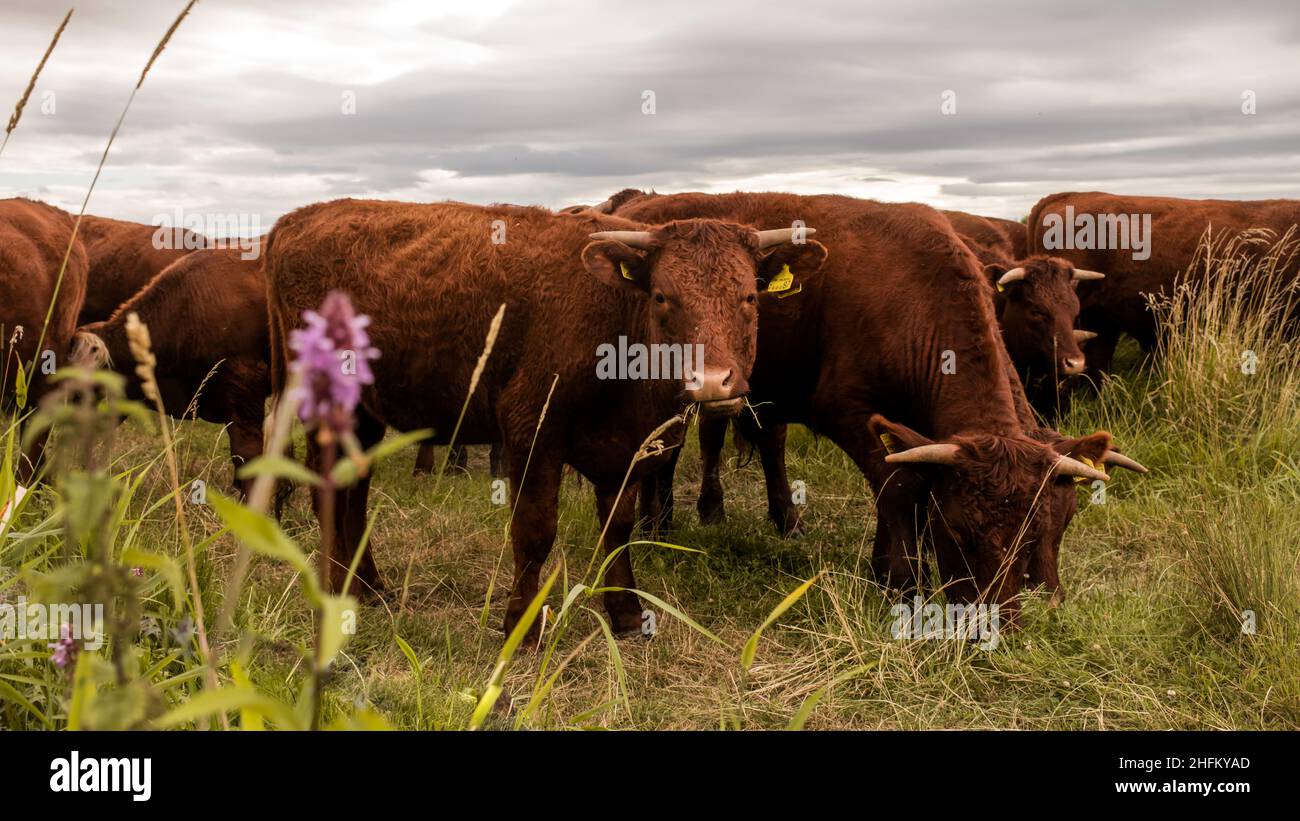 Devon Ruby cattle cows in a field Stock Photo - Alamy