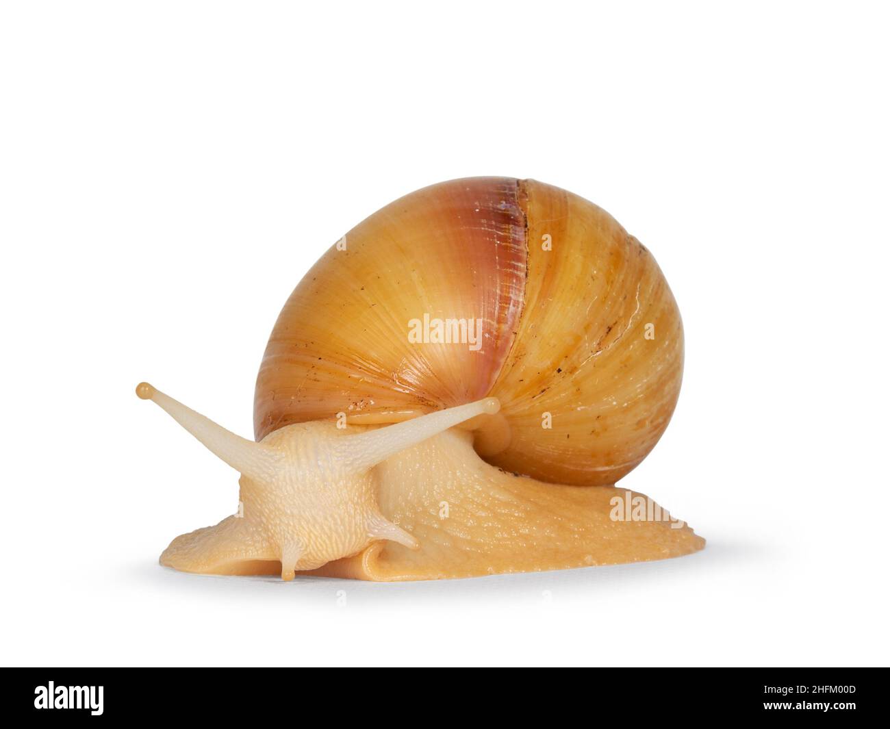 Young Archachatina marginata or Giant West African snail in turning ...