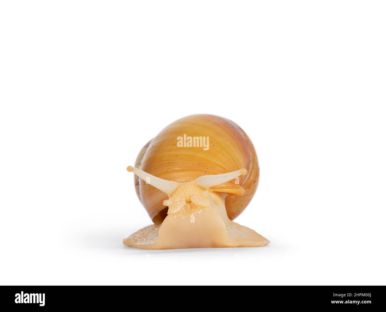 Young Archachatina marginata or Giant West African snail moving ...