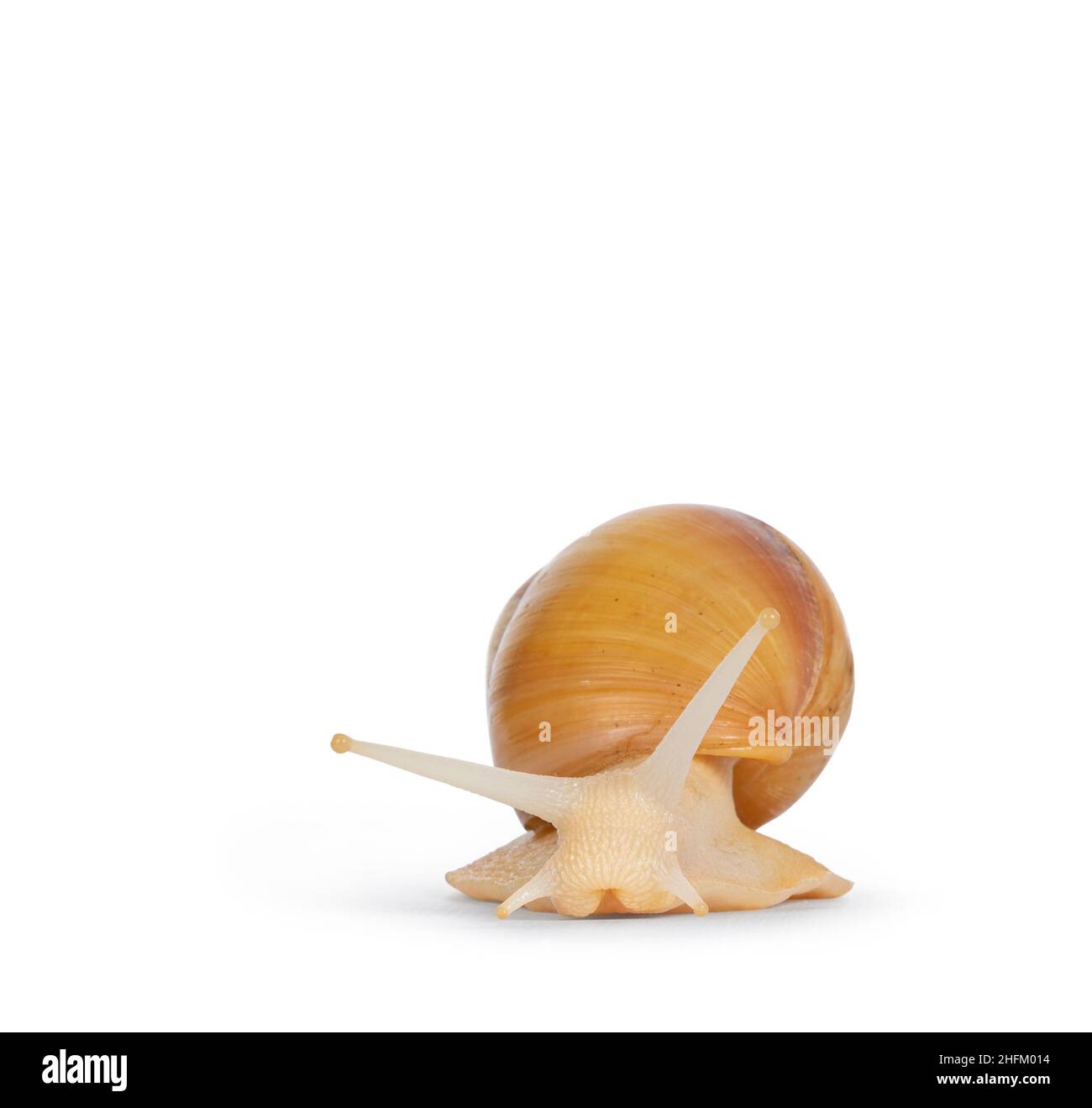 Young Archachatina marginata or Giant West African snail moving ...