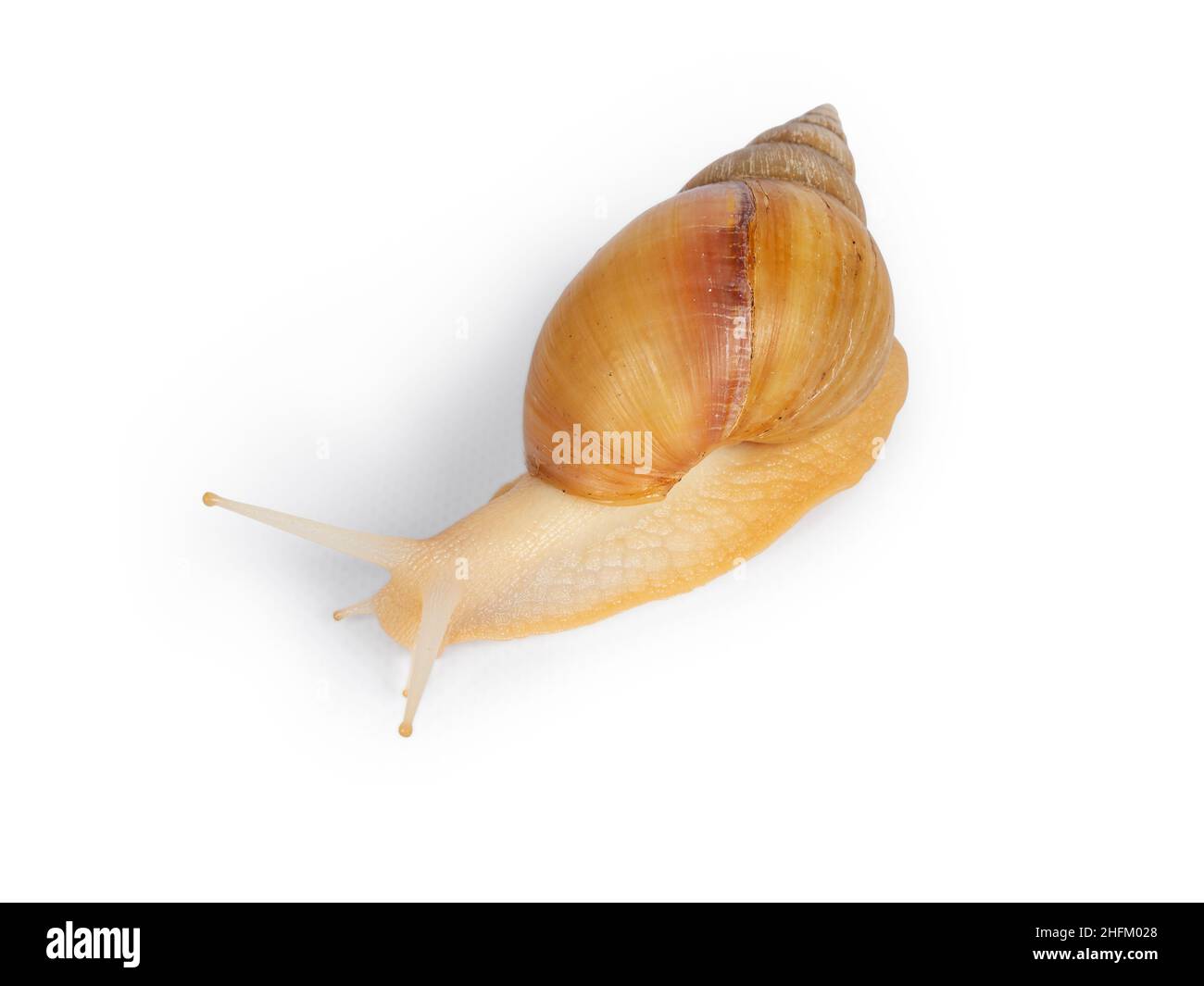 Top view of young Archachatina marginata or Giant West African snail ...
