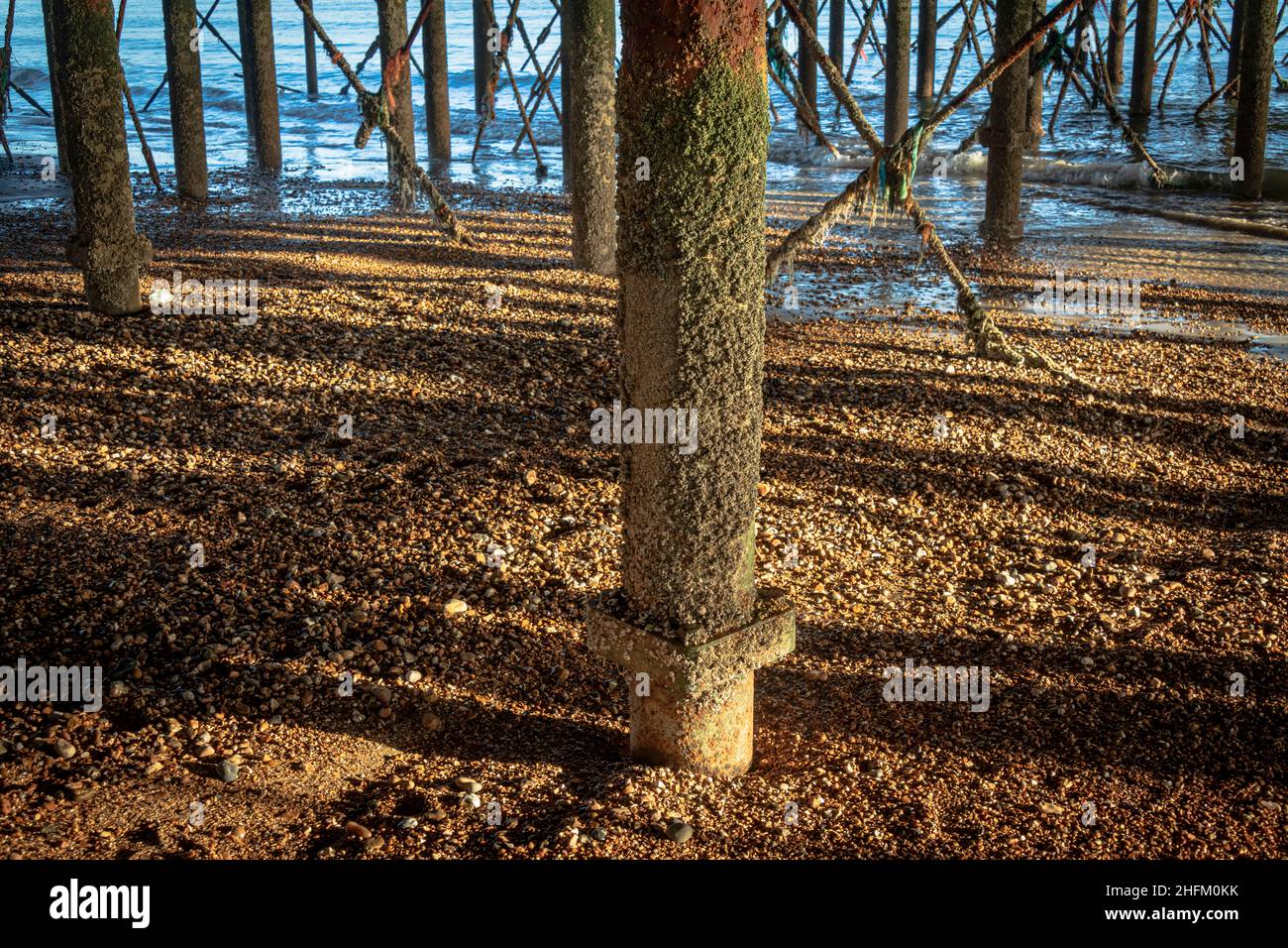Close up of a barnacle encrusted pillar underneath South Parade Pier ...