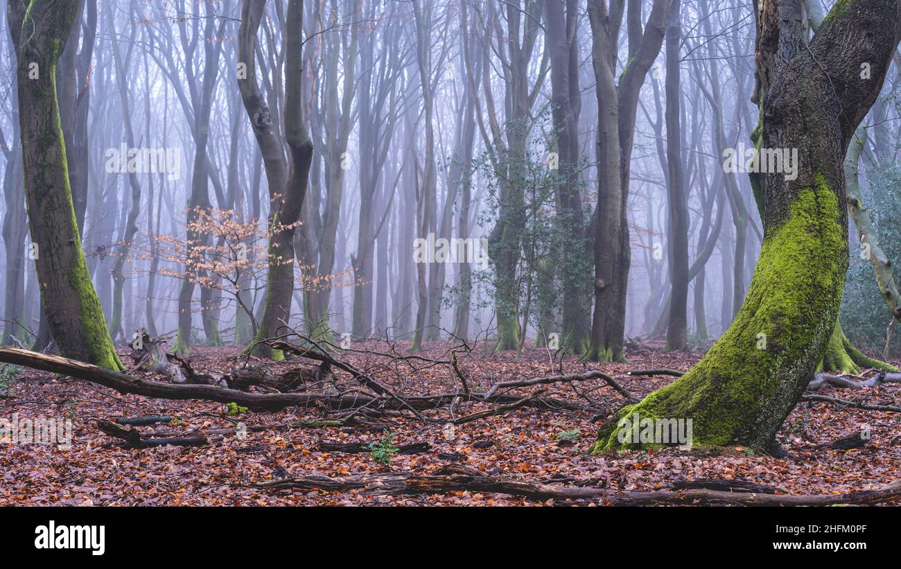 Foggy day in the forest in The Netherlands, Speulderbos Veluwe Stock ...