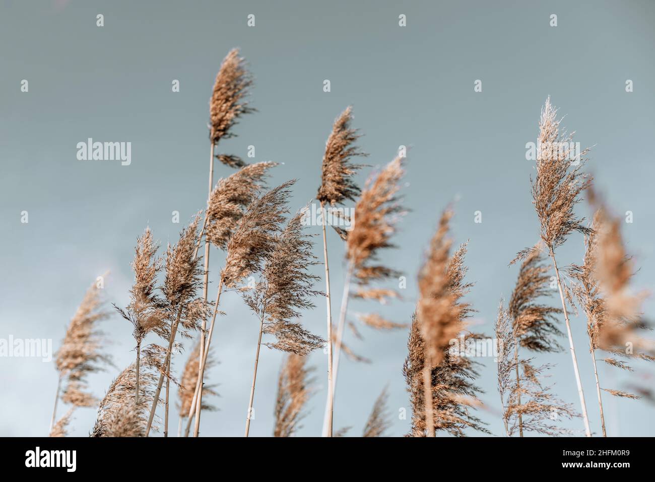 Abstract natural background of soft plants Cortaderia selloana, pampas ...